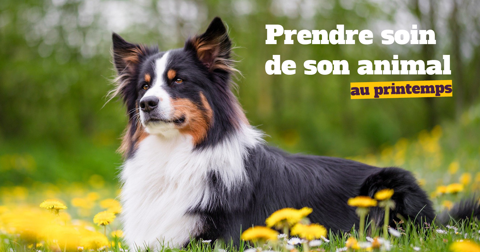 Prendre soin de son animal au printemps - Défense de l'animal
