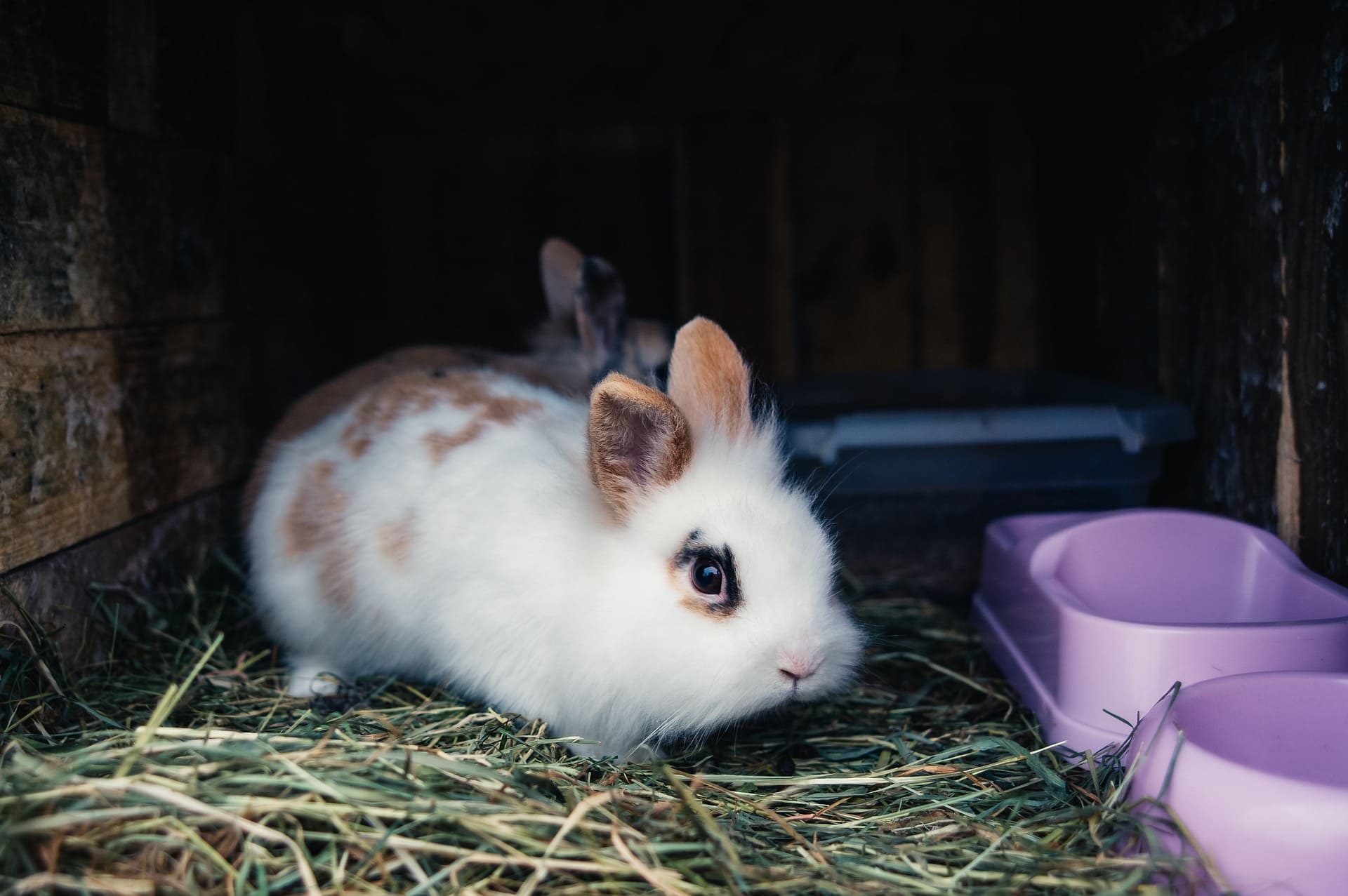Prendre soin de son nouvel animal de compagnie (NAC) - Défense de l'animal