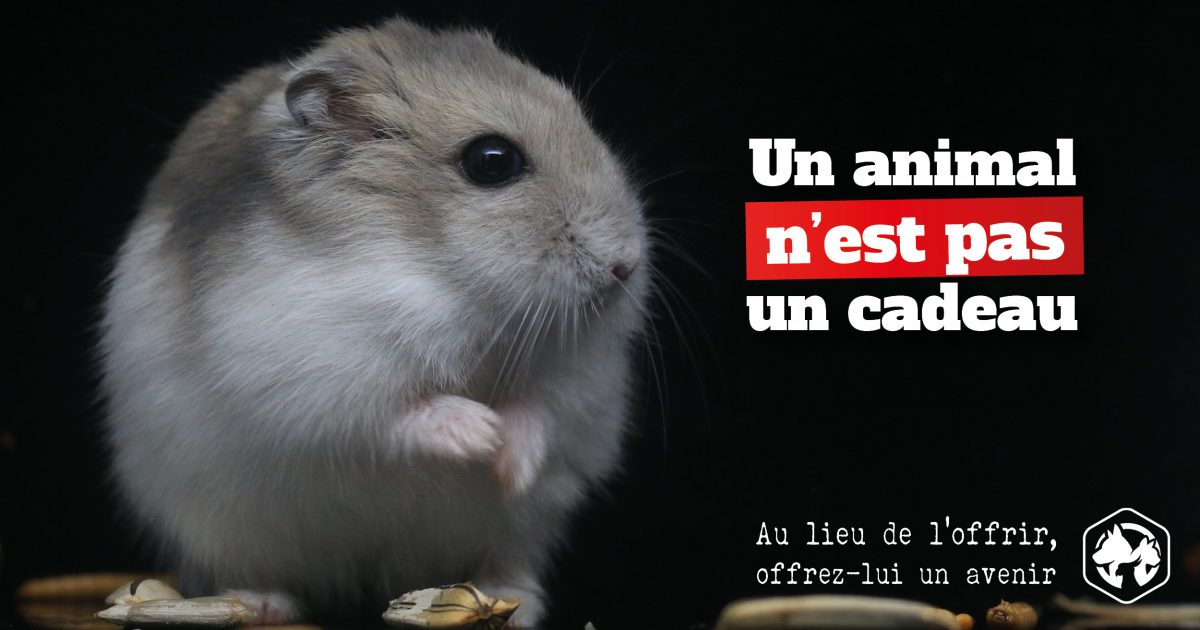 Un animal n'est pas un cadeau de Noël 🎁 - Défense de l'animal