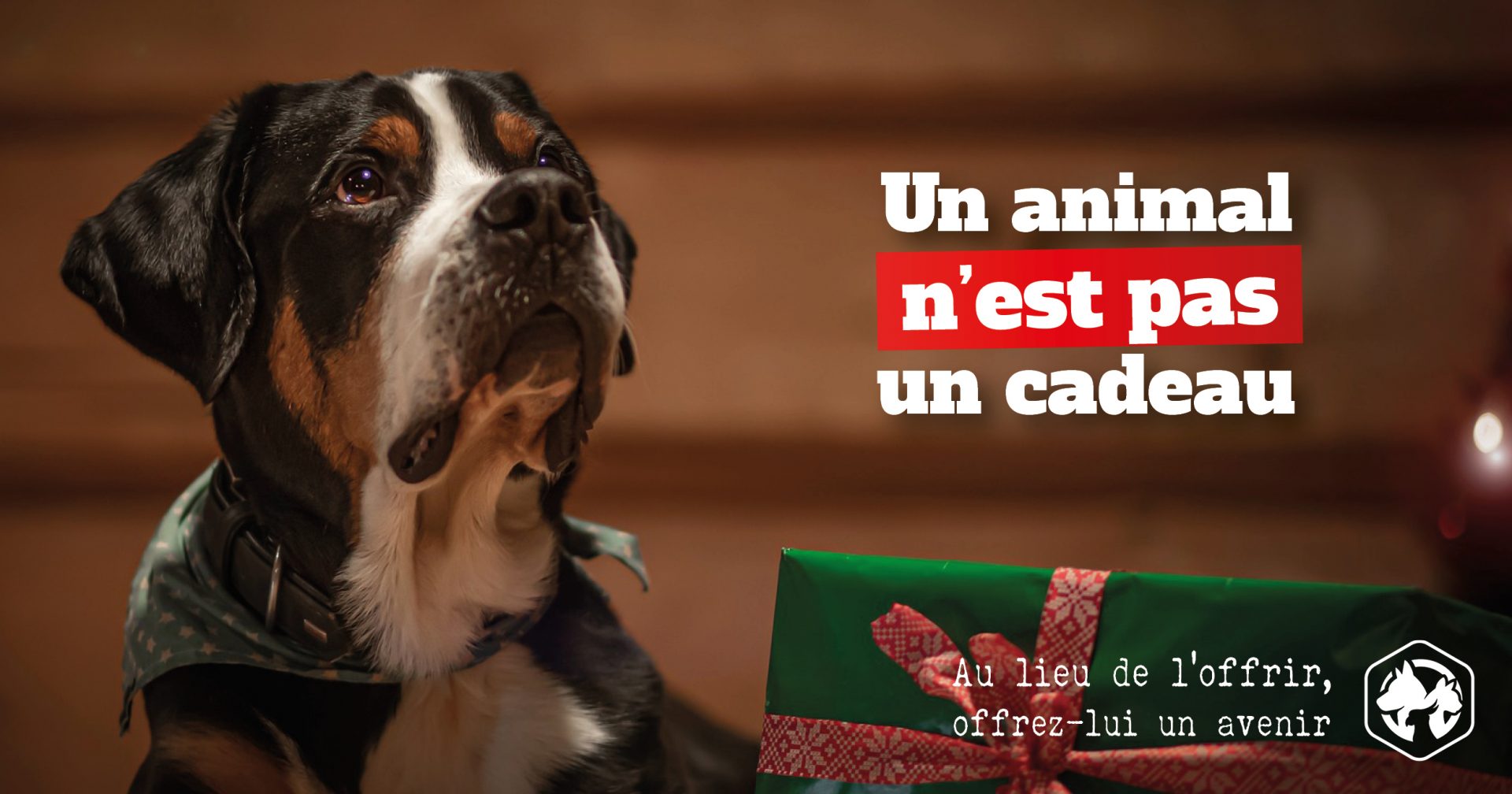 Un animal n'est pas un cadeau de Noël 🎁 - Défense de l'animal